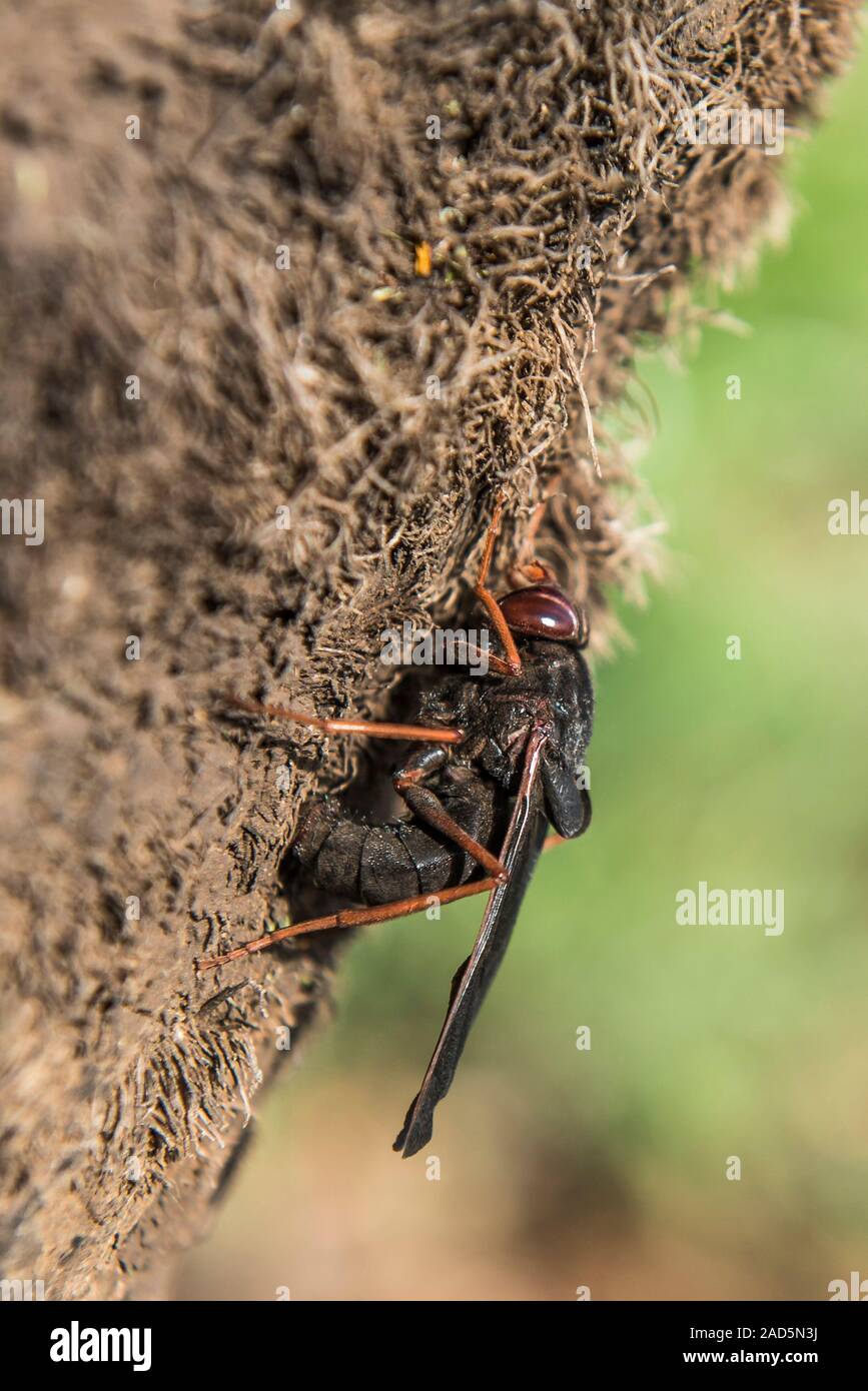 Rhinoceros bot fly (Gyrostigma rhinocerontis) laying its eggs on the ...