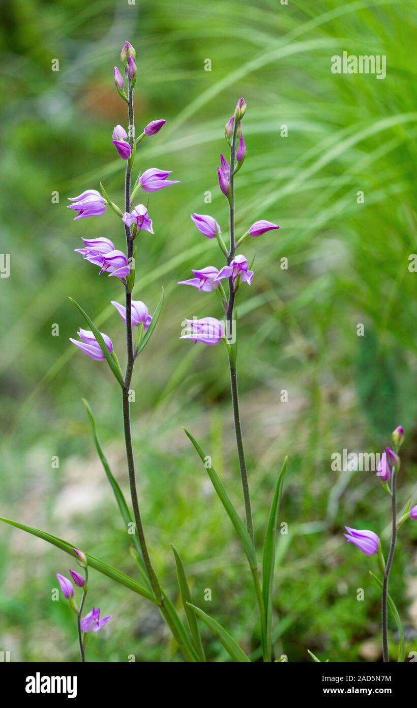 Red Helleborine orchids (Cephalanthera rubra) in flower. This species ...