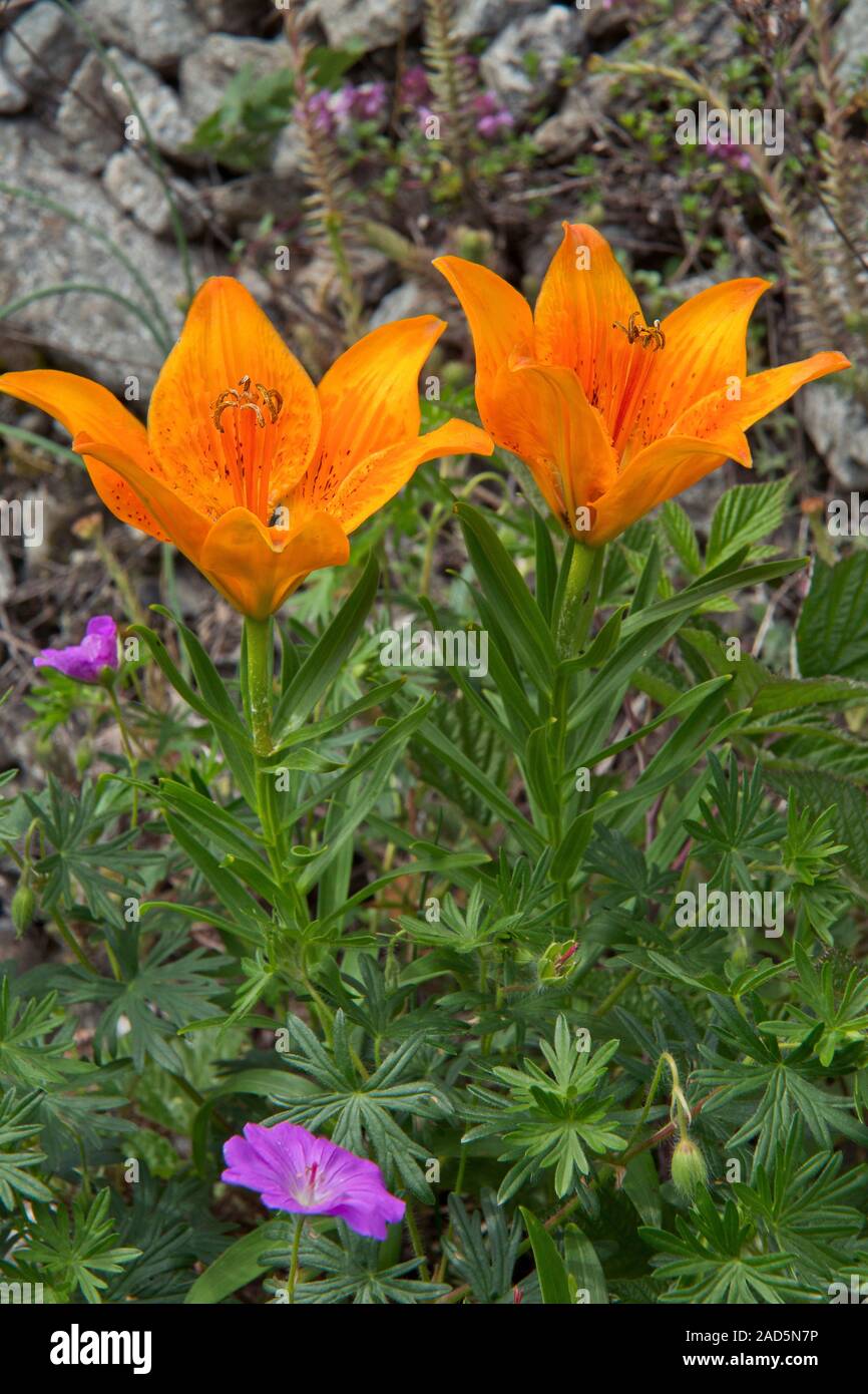 Orange lily (Lilium bulbiferum var. croceum) in flower. Photographed in ...
