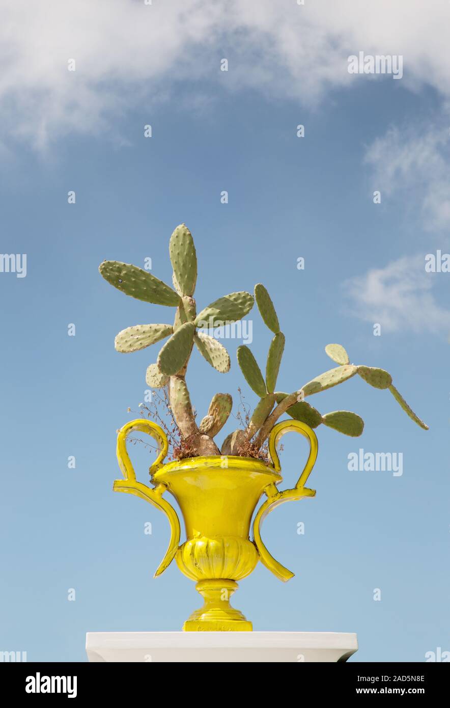 Decorative urn with succulents hi-res stock photography and images - Alamy