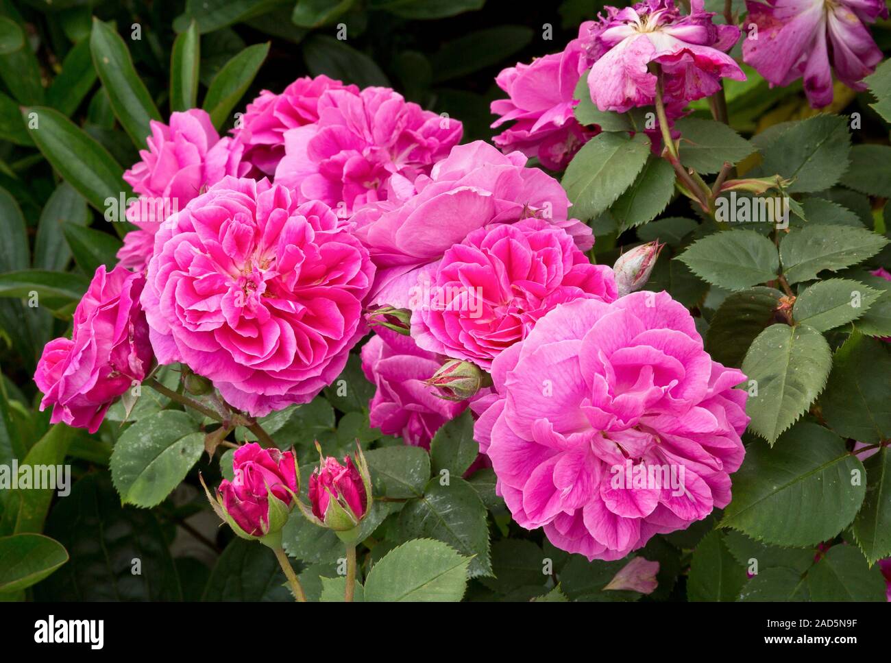 Rose (Rosa 'Sir Joseph Paxton'). Photographed in midsummer Stock Photo ...