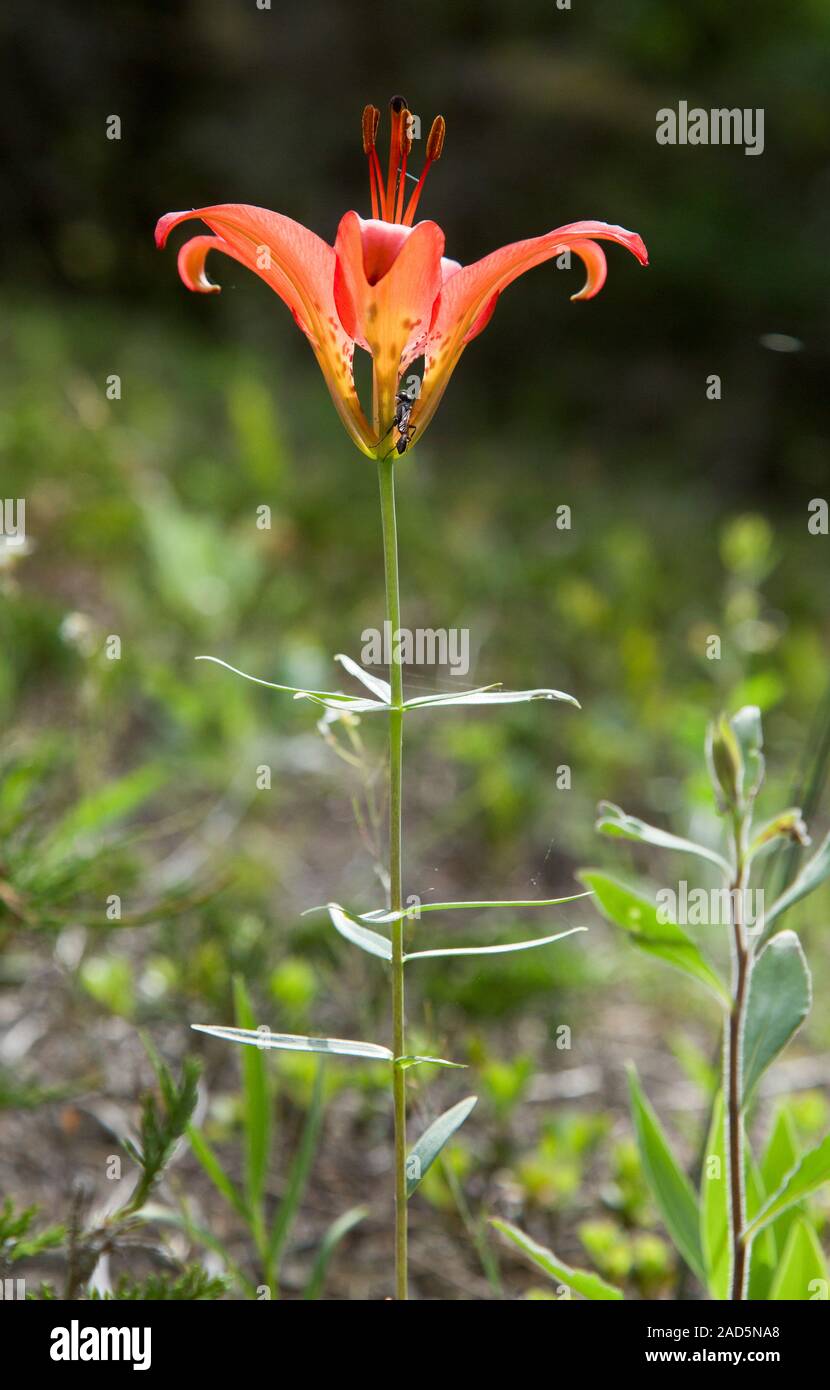 Wood lily, Lilium philadelphicum in flower. Photographed at Bruce ...