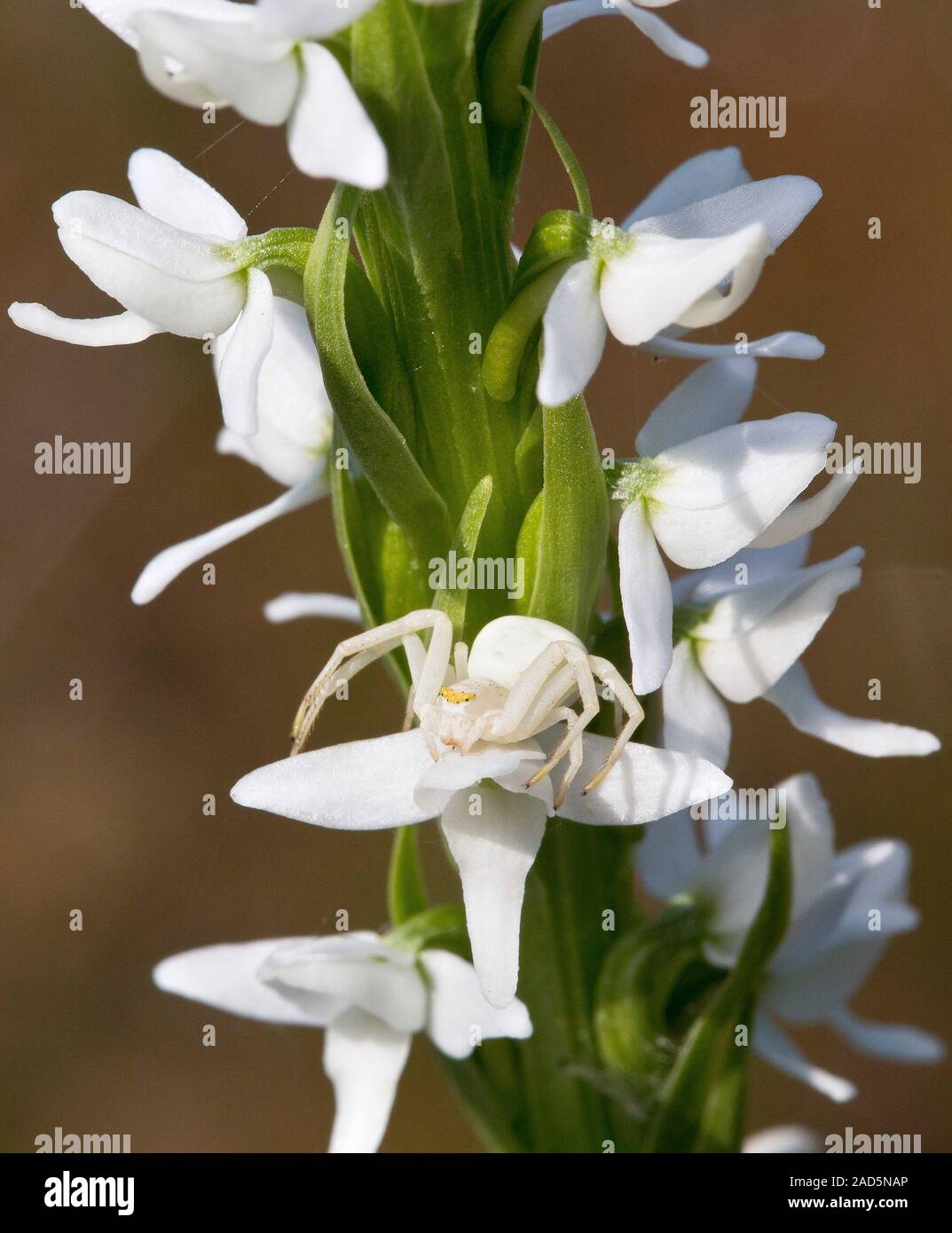 White crab spider on bog orchid flower. Photographed in Ontario, Canada ...