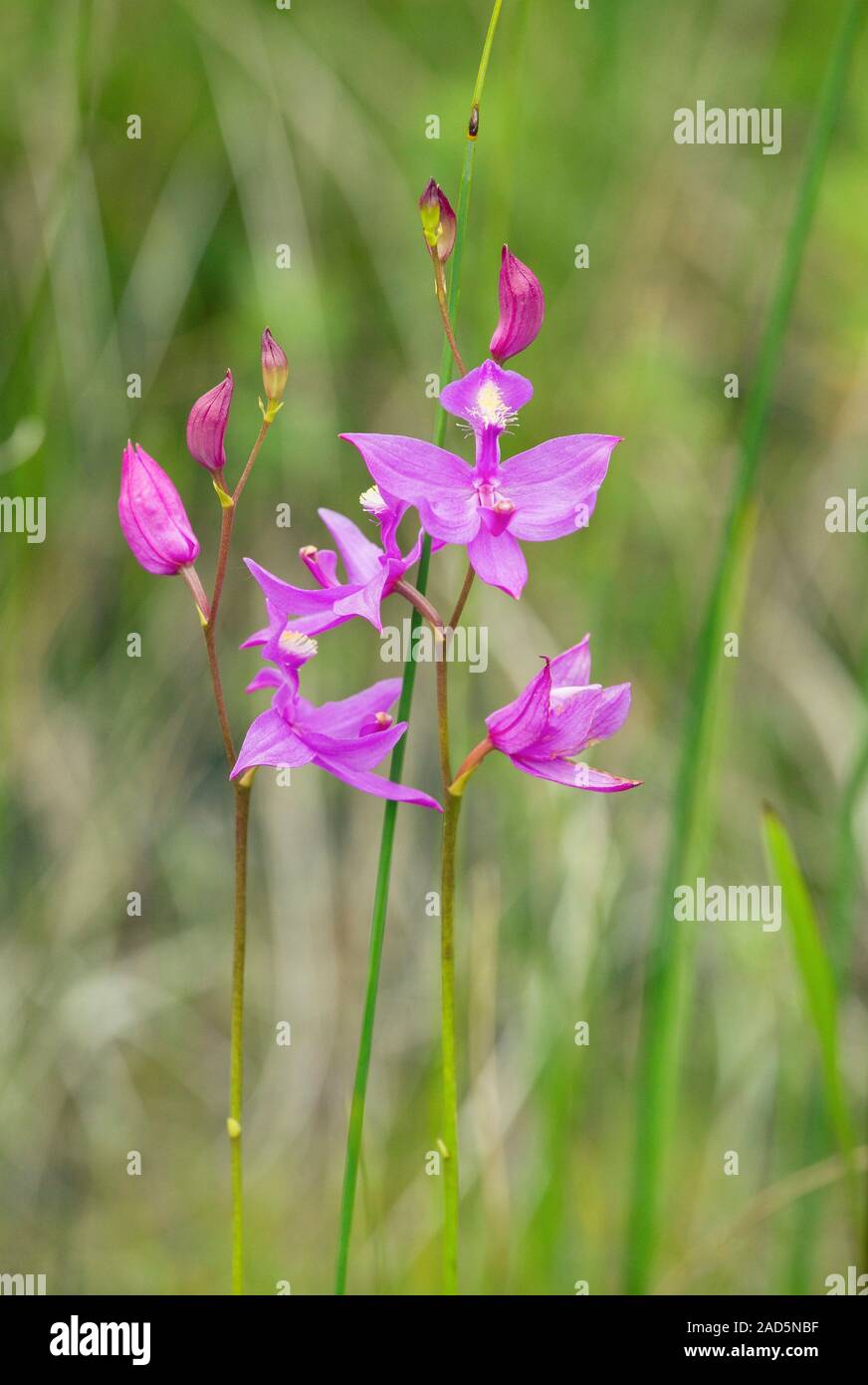 Tuberous grass-pink orchid (Calopogon tuberosus) in flower in damp ...