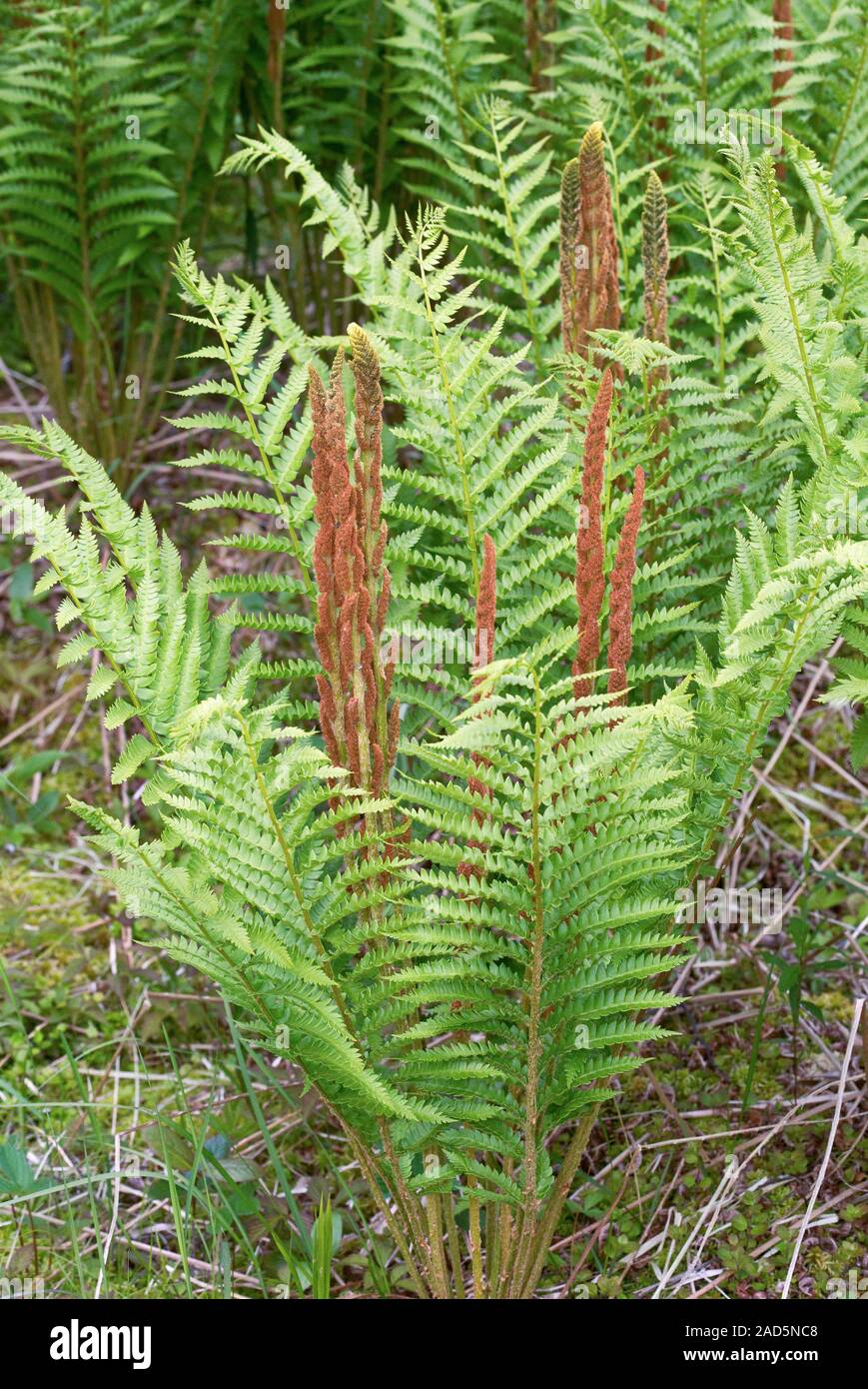 Cinnamon-fern (Osmundastrum cinnamomeum) with fertile fronds ...