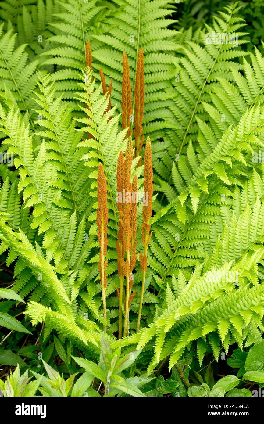 Cinnamon-fern (Osmundastrum cinnamomeum) with fertile fronds ...