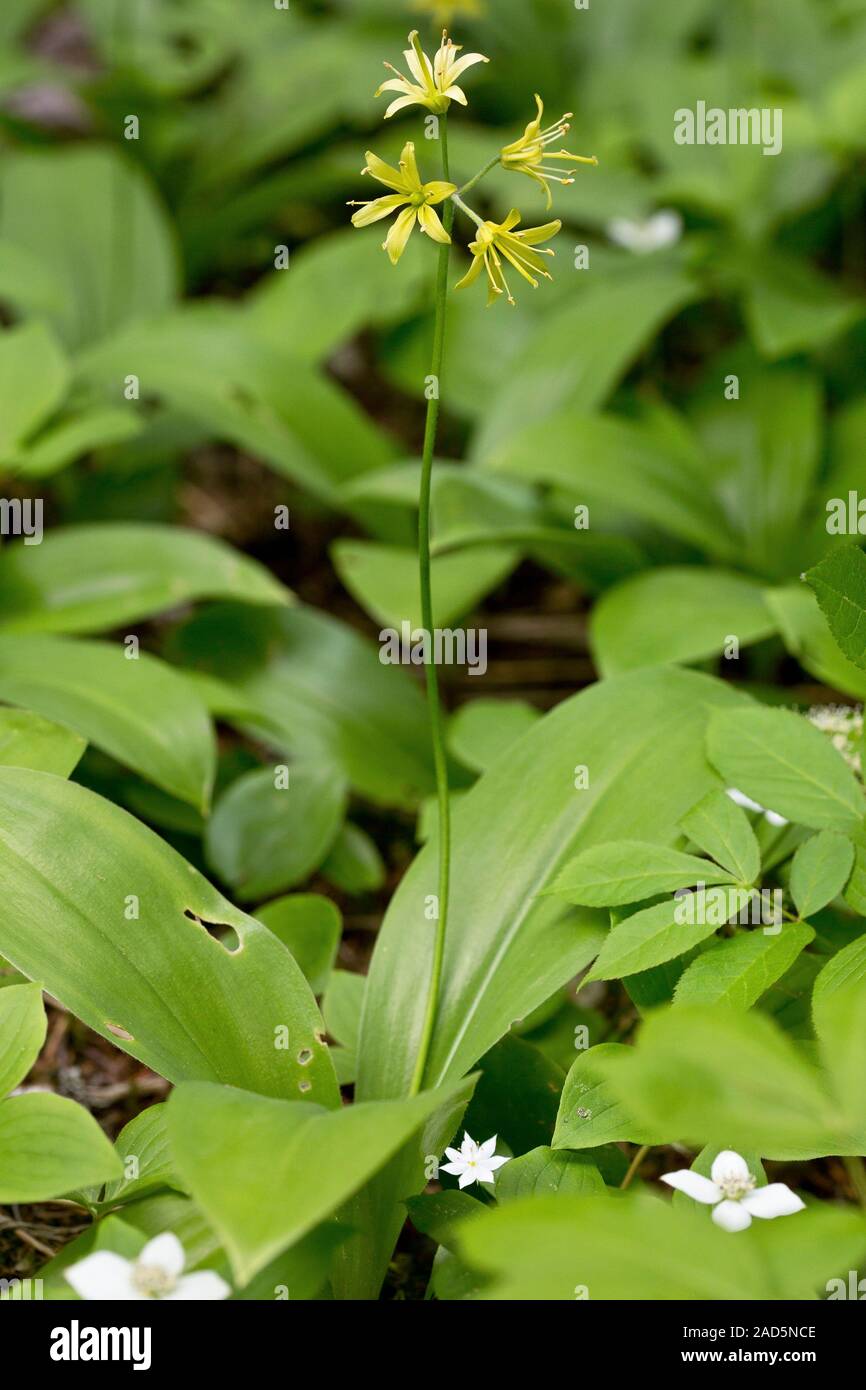 Blue-bead lily (Clintonia borealis) in flower. Photographed in ...