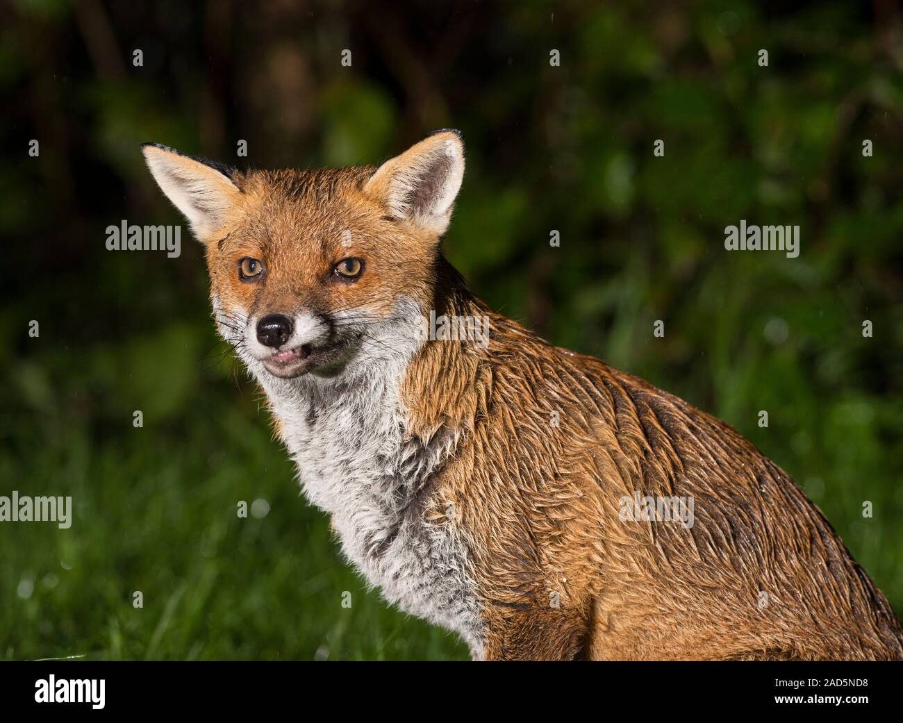 British red fox hi-res stock photography and images - Alamy