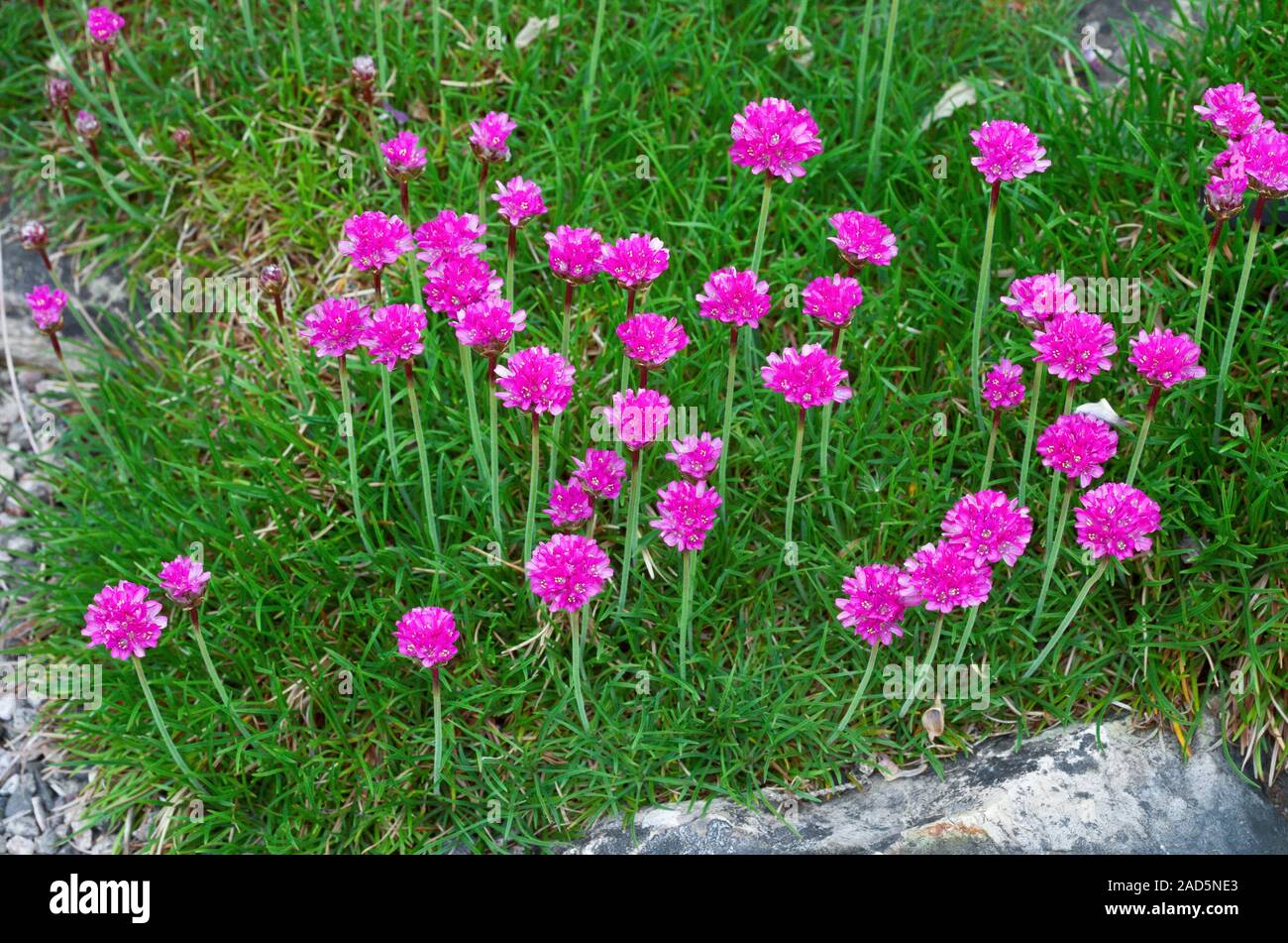 Thrift (Armeria maritima 'Dusseldorfer') in a garden border in Canada ...