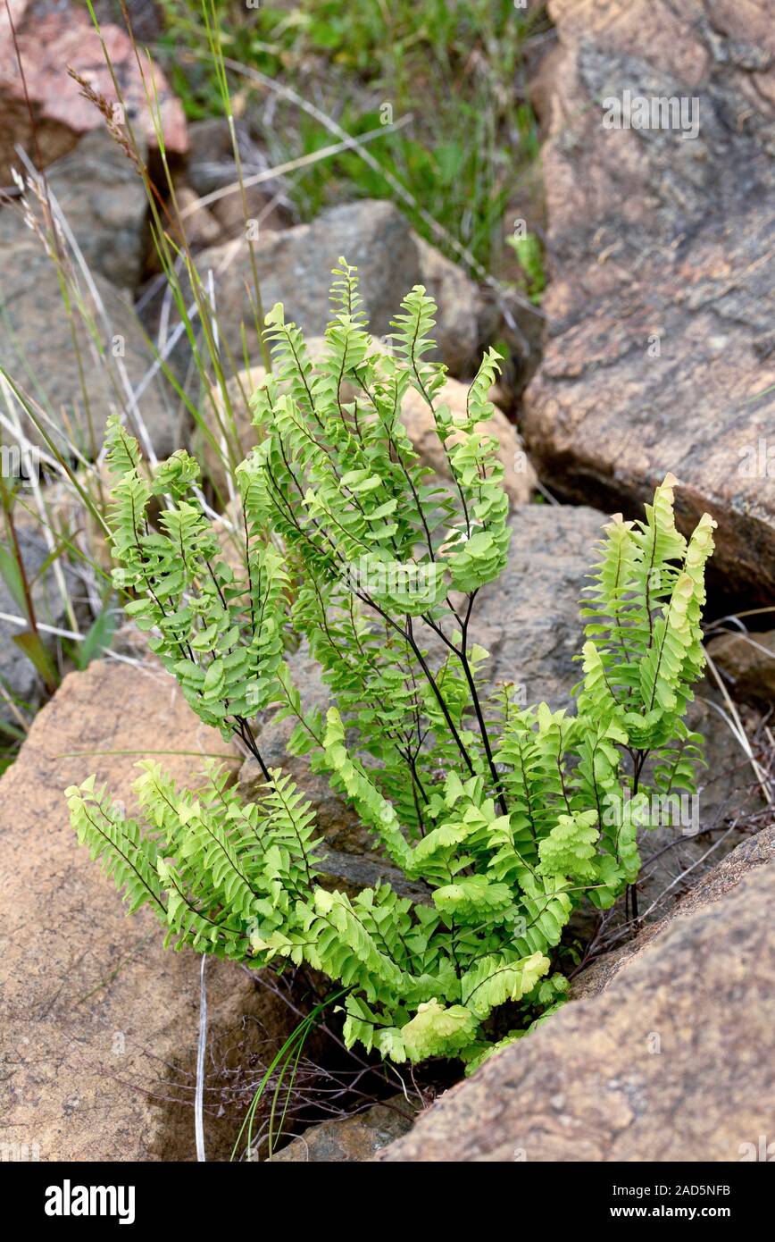 Western maidenhair fern (Adiantum aleuticum) growing on Serpentine and ...