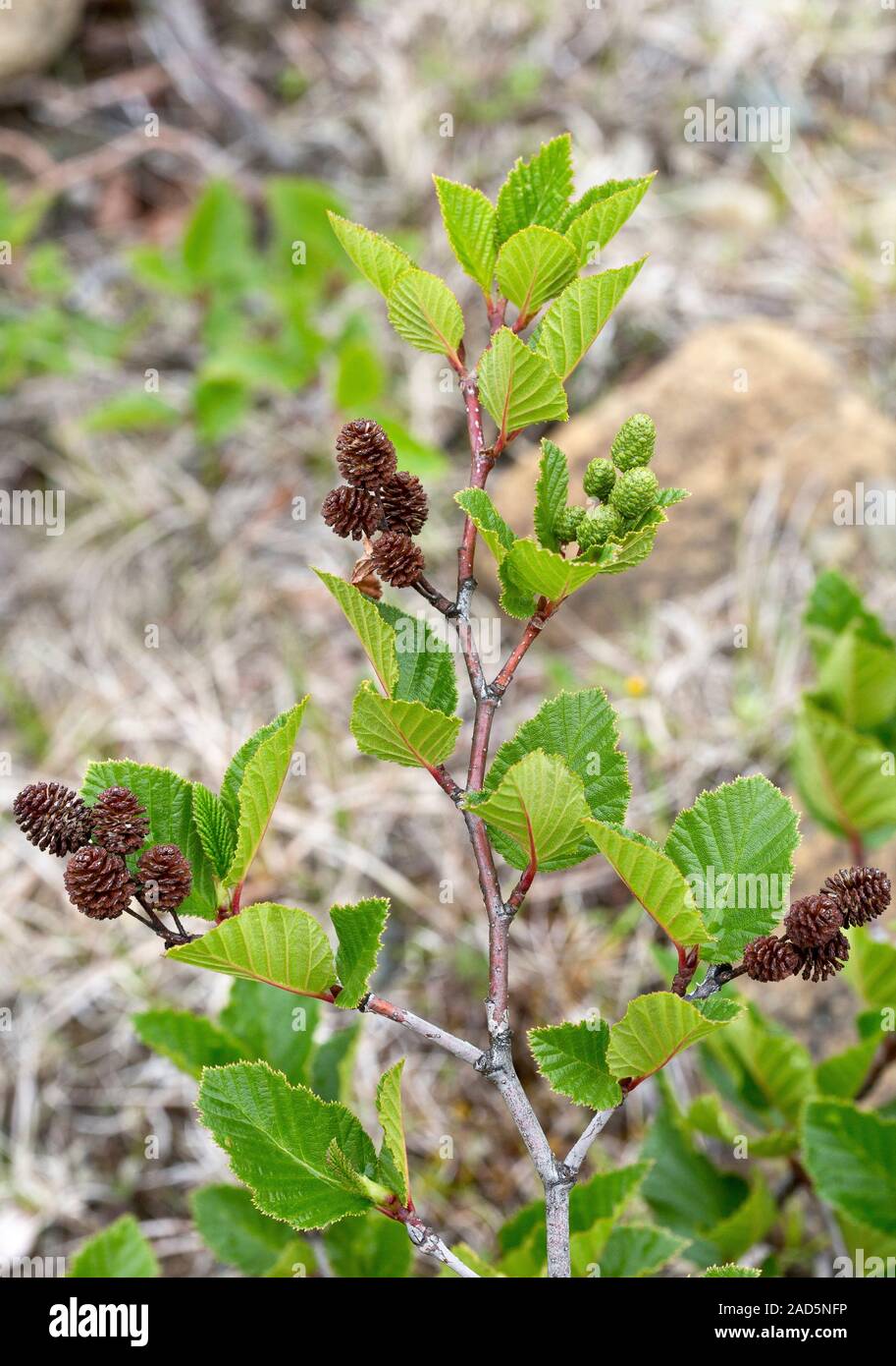 Mountain alder (Alnus sp.) with young female cones. Photographed in ...