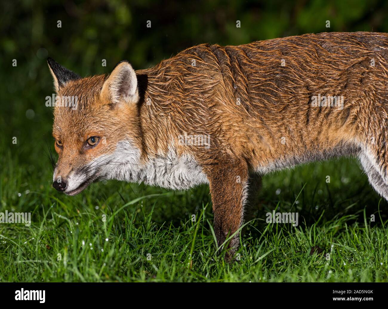 British red fox hi-res stock photography and images - Alamy