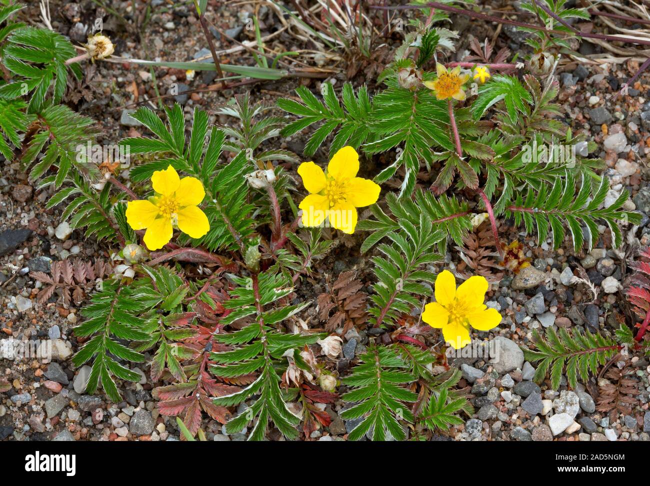 Silverweed (Potentilla anserina). Photographed in Canada Stock Photo ...