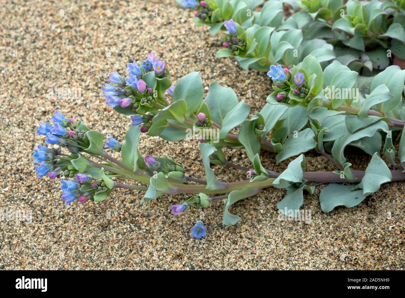Oysterplant (Mertensia maritima) on a sandy beach. This plant is also ...