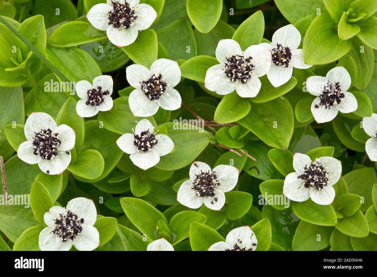 Creeping dogwood (Cornus canadensis) in flower. This plant is also ...