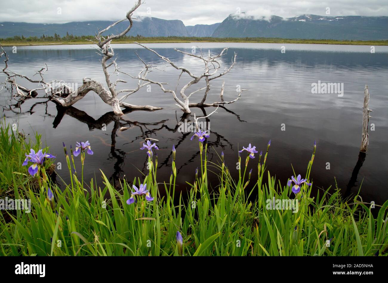 Blue flag iris (Iris versicolor) in flower. Photographed at Jerry's ...