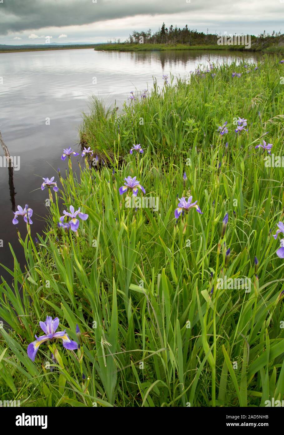 Blue flag iris (Iris versicolor) in flower. Photographed at Jerry's ...