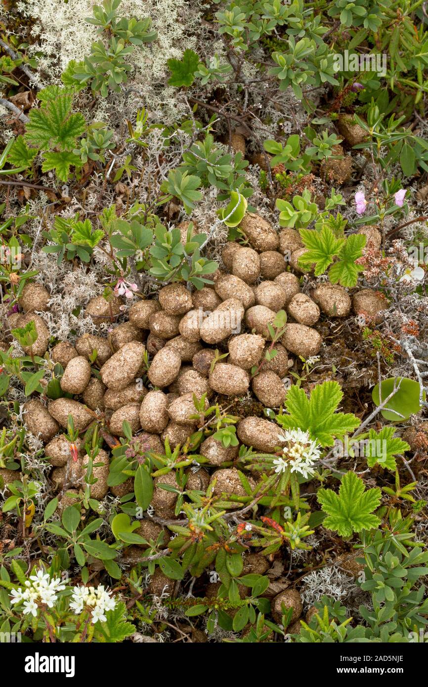 Moose (Alces alces) droppings. Photographed in summer in Canada Stock ...