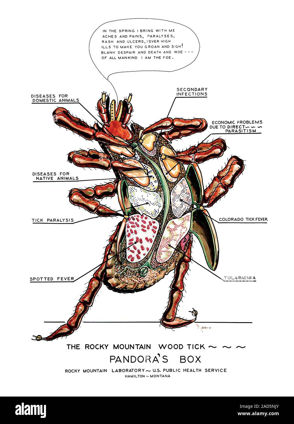 Rocky mountain wood tick. Illustration of the rocky mountain wood tick ...