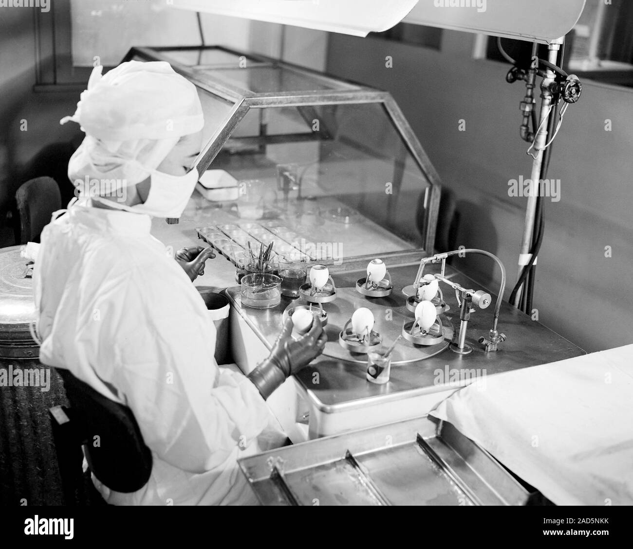 Egg-based typhus research. Researcher in the 1940s harvesting tissue ...