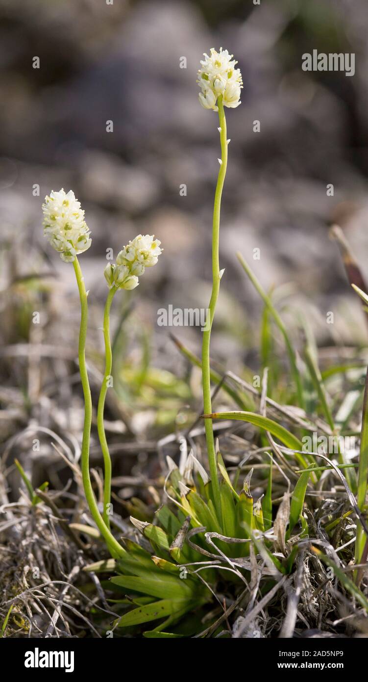 Scottish asphodel (Tofieldia pusilla) in flower. Photographed in Canada ...