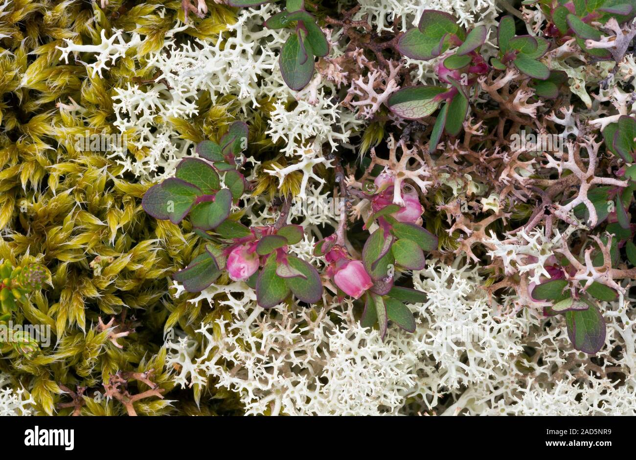 Bog bilberry (Vaccinium uliginosum) growing in arctic tundra ...