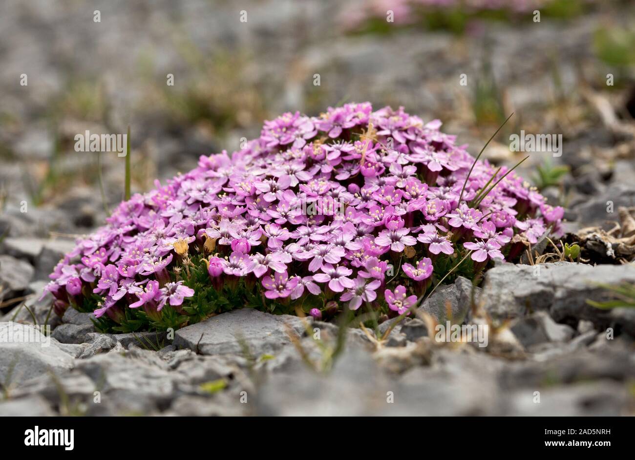 Moss campion (Silene acaulis) in flower. Photographed in Canada Stock ...