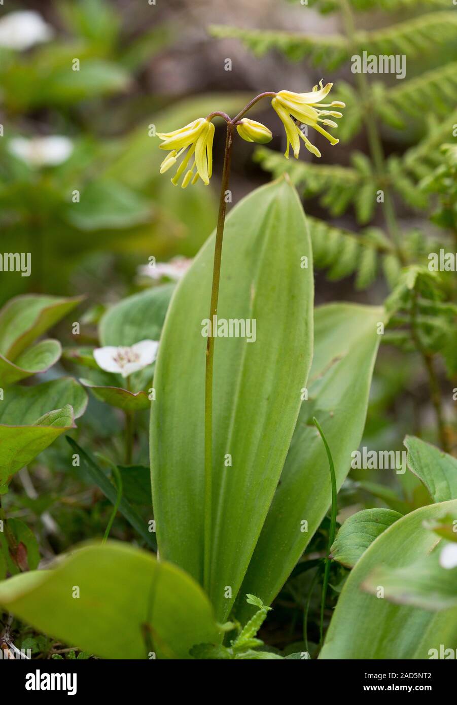 Blue-bead lily (Clintonia borealis) in flower. Photographed in ...