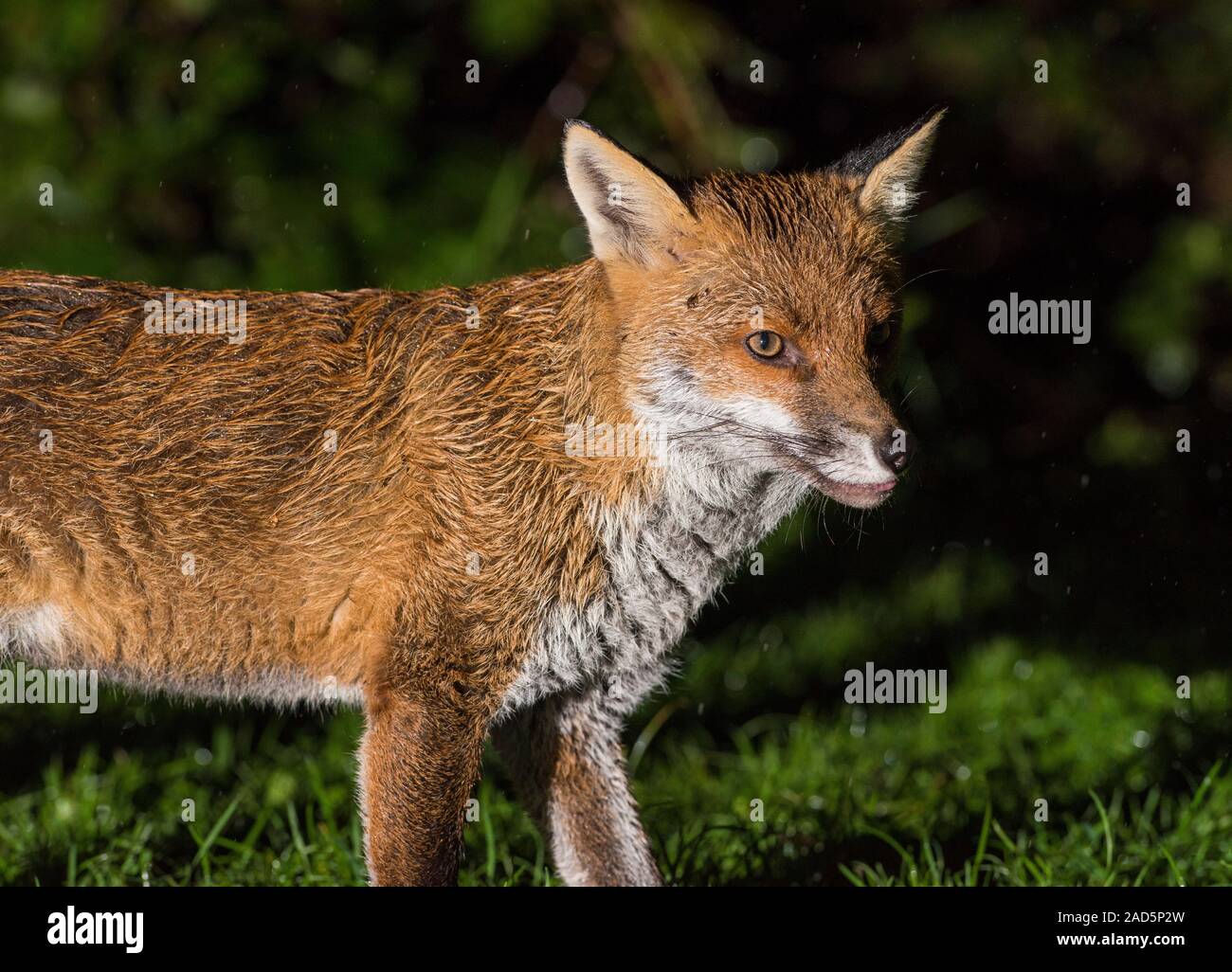 British red fox hi-res stock photography and images - Alamy