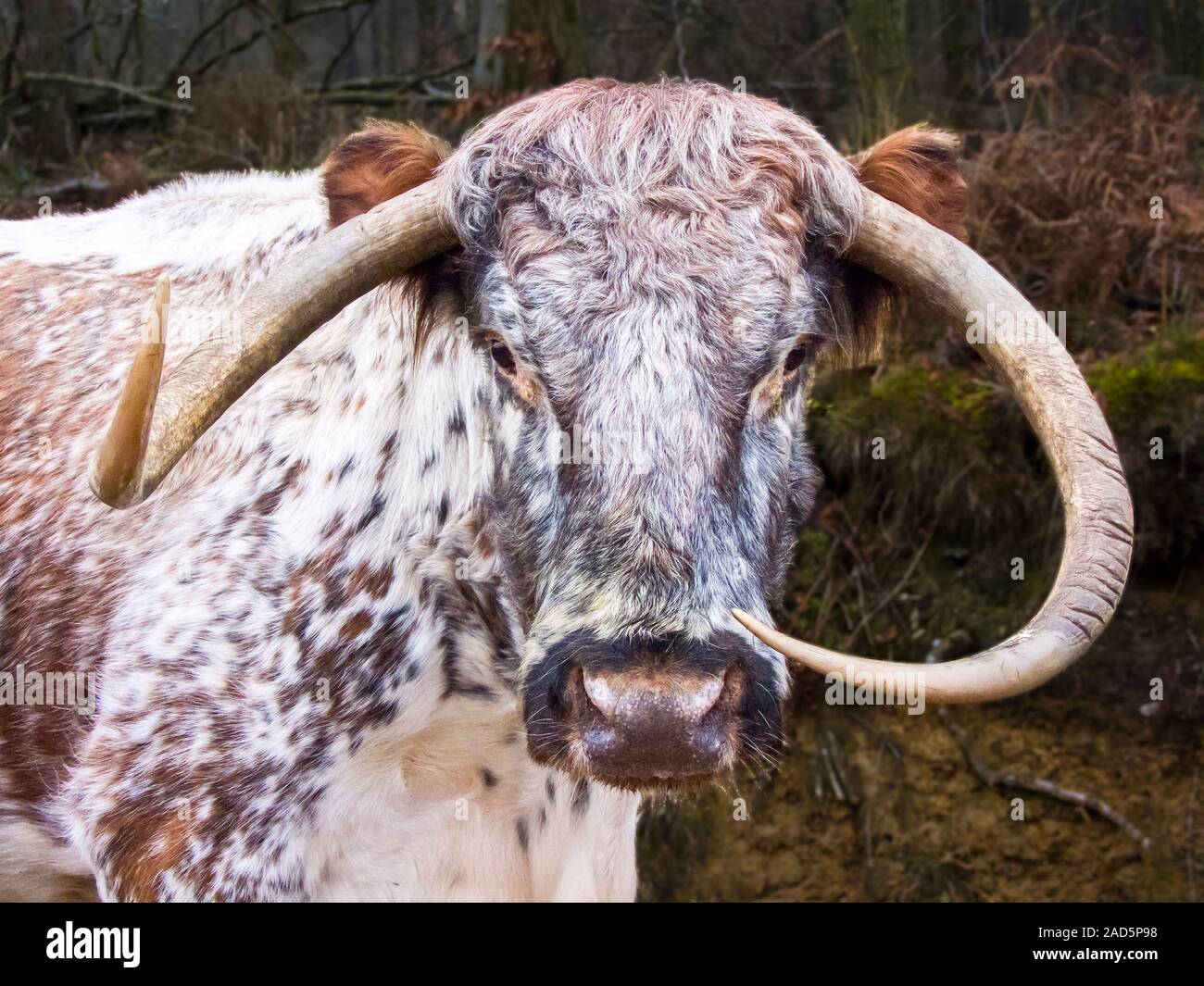 Horns of a female English Longhorn cow. The families Bovidae and ...