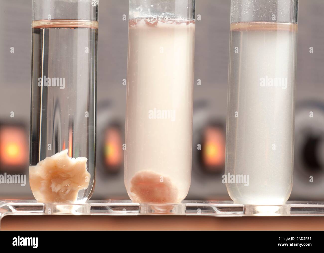 Digestion experiment. Meat has been placed in three test tubes ...