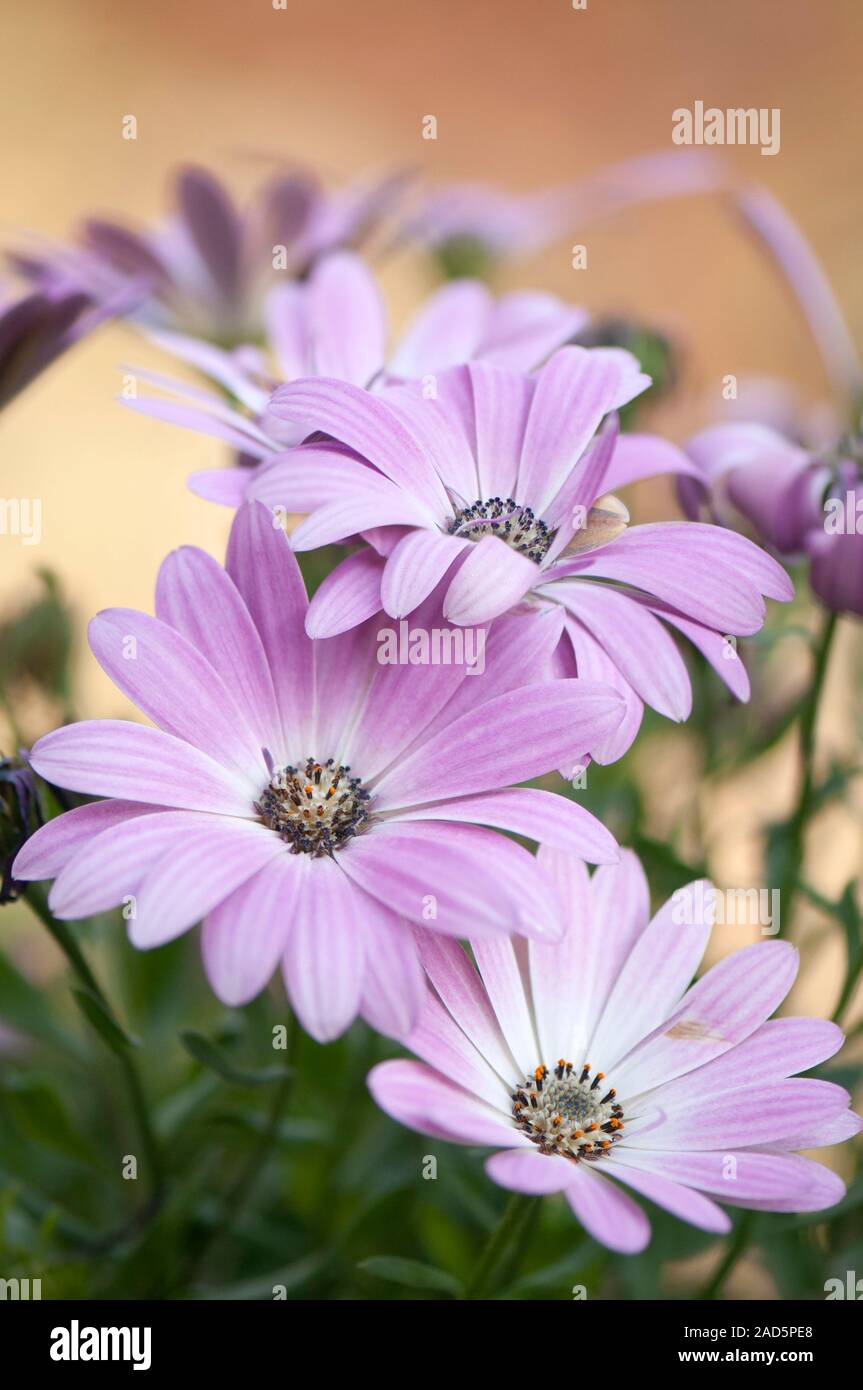 African daisies (Dimorphotheca aurantiaca Stock Photo - Alamy