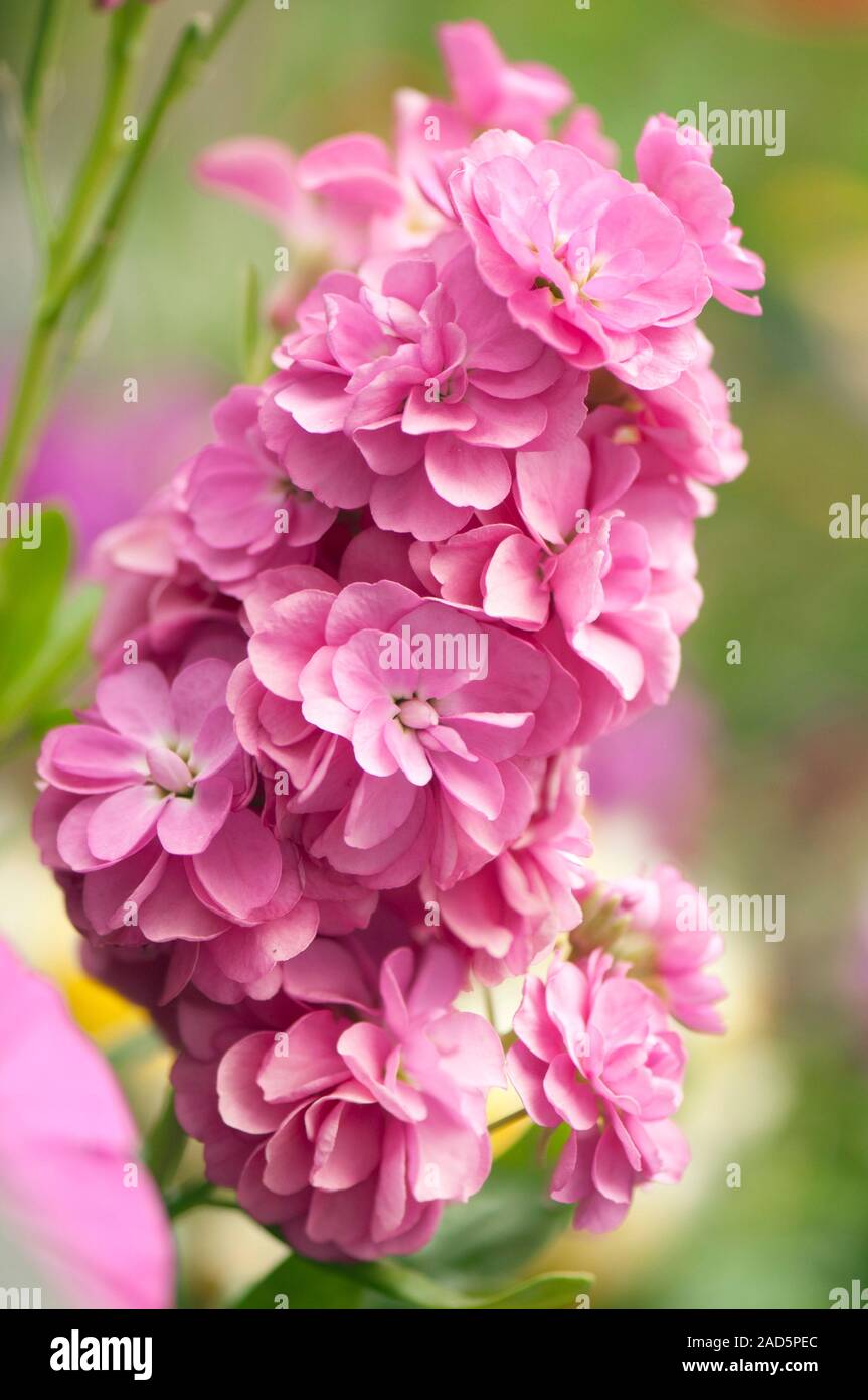 Hoary stock (Matthiola incana) flowers Stock Photo - Alamy