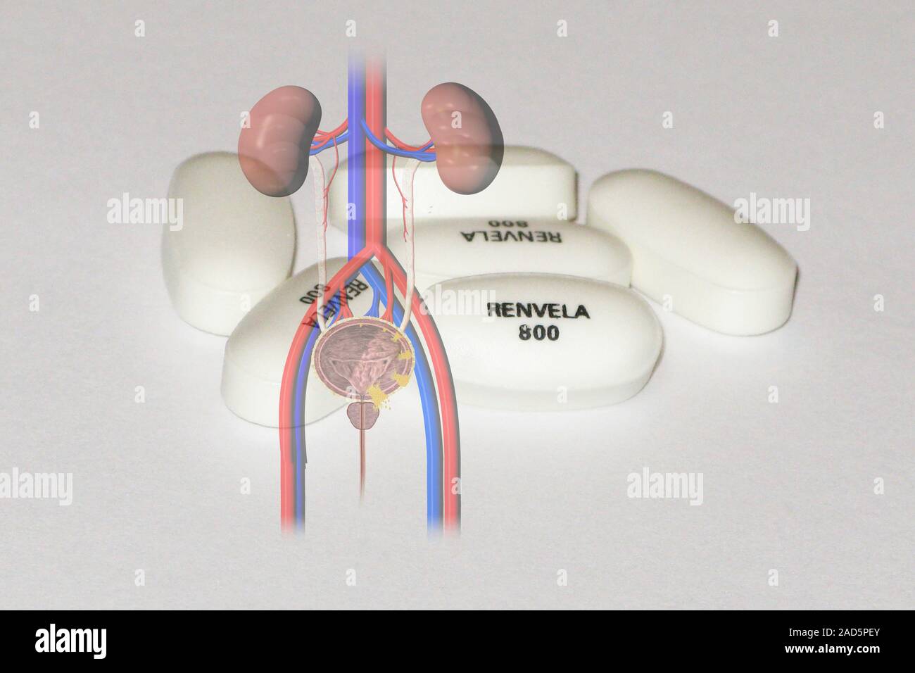 Composite image of renvela pills and an illustration of a healthy human ...