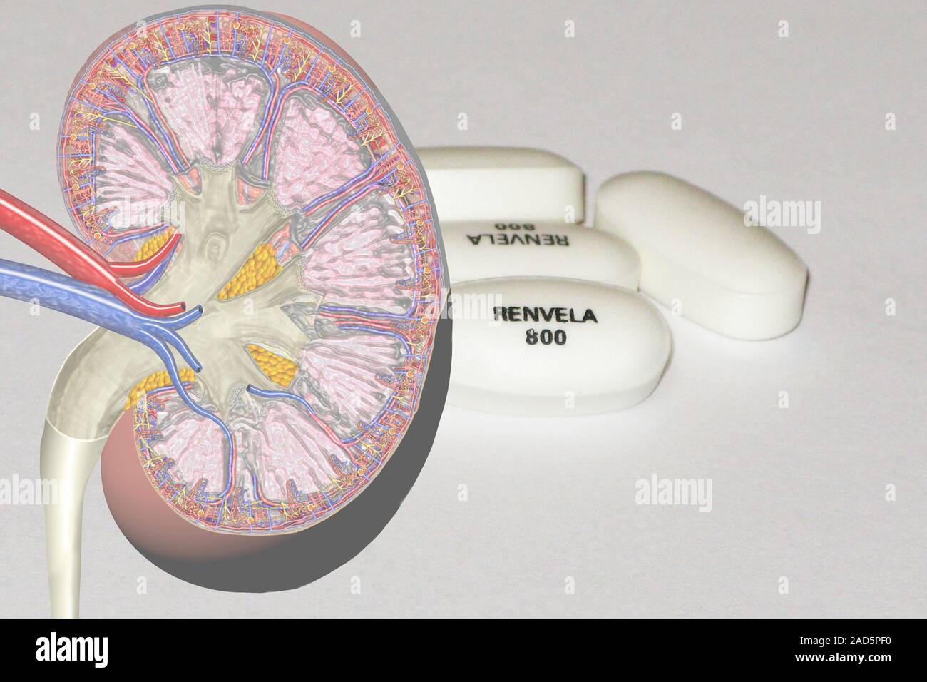 Composite image of renvela pills and an illustration of a healthy human ...