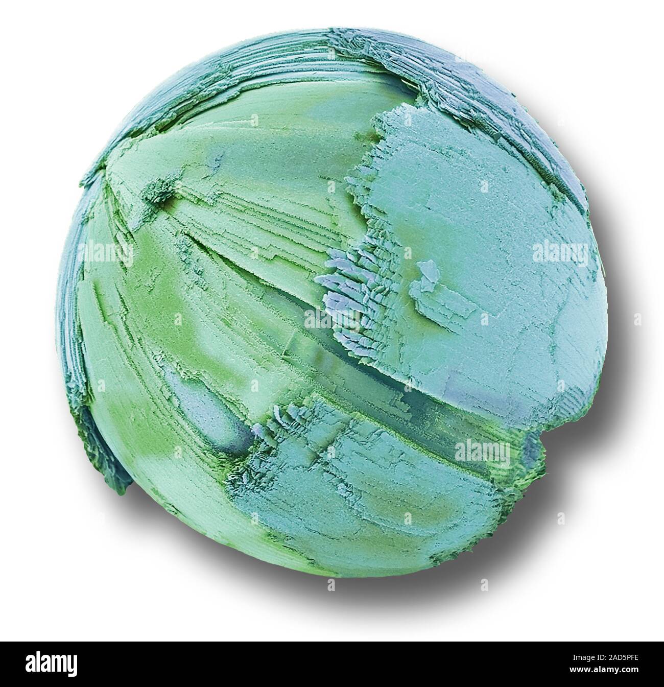 Eye lens. Coloured scanning electron micrograph (SEM) of a whole lens ...