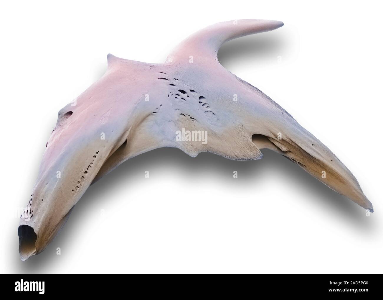 Coloured scanning electron micrograph (SEM) of a skull bone from a fish ...