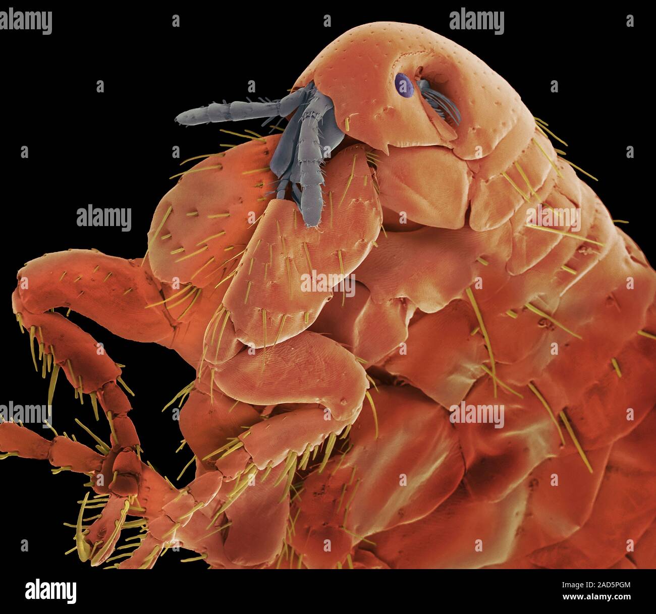 Human flea. Coloured scanning electron micrograph (SEM) of a human flea ...