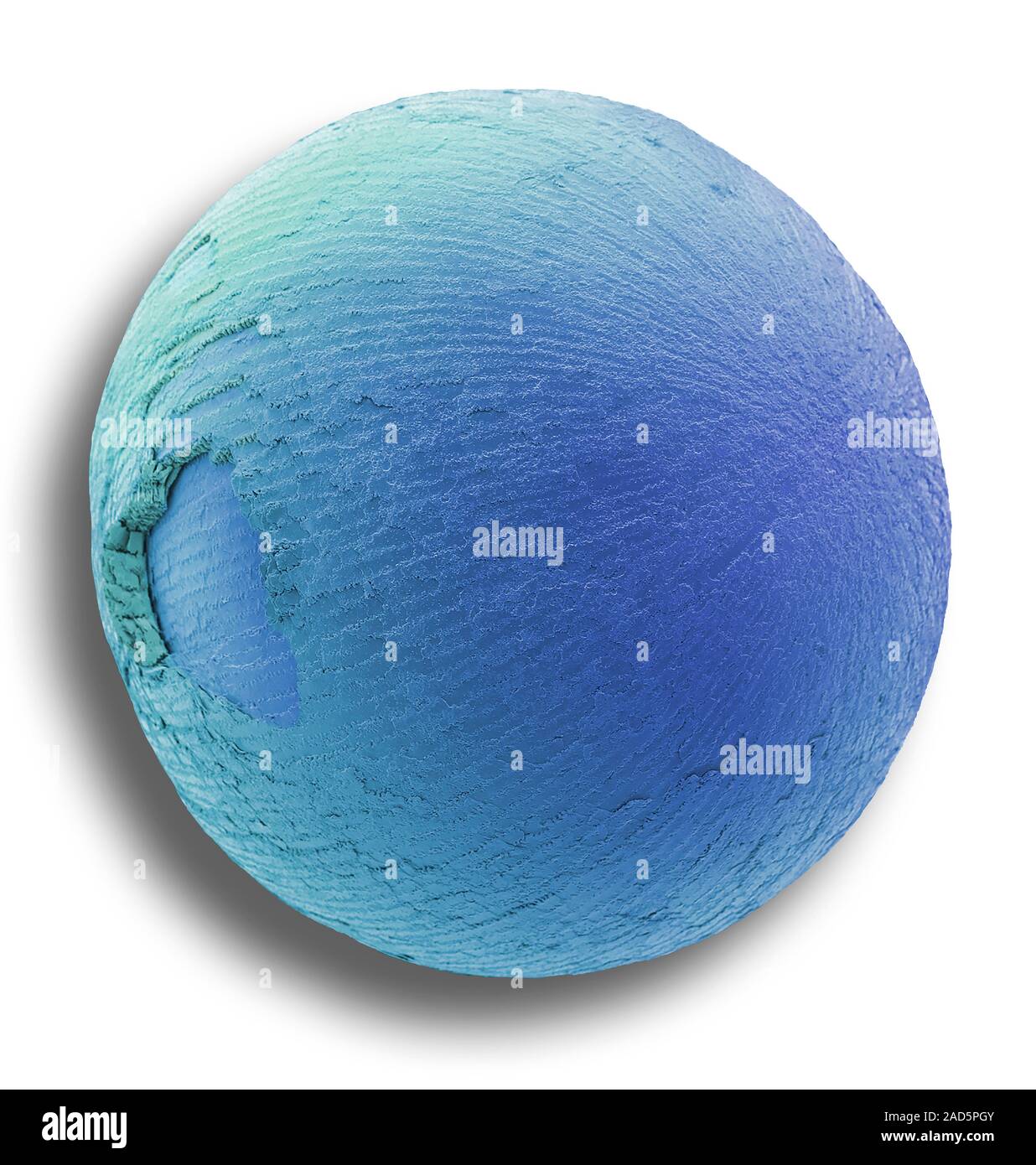 Eye lens. Coloured scanning electron micrograph (SEM) of a whole lens ...