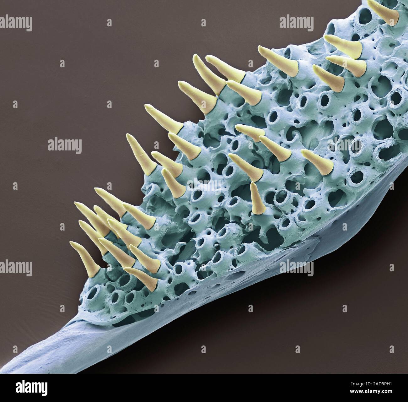 Coloured scanning electron micrograph (SEM) of the jaw bone from a fish ...