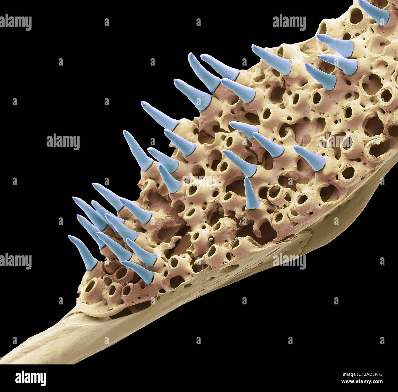 Coloured scanning electron micrograph (SEM) of the jaw bone from a fish ...
