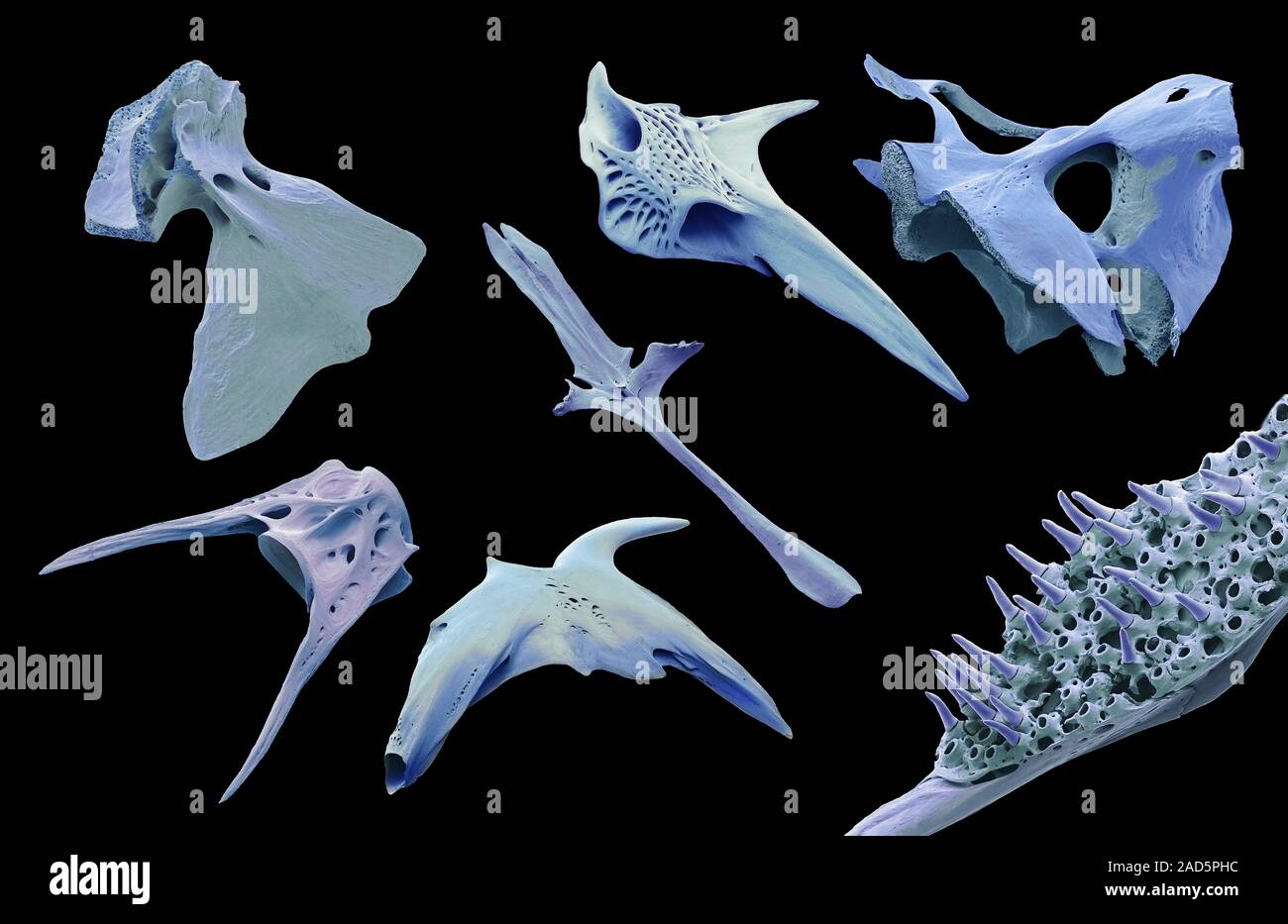 Coloured scanning electron micrograph (SEM) of bones from a fish ...