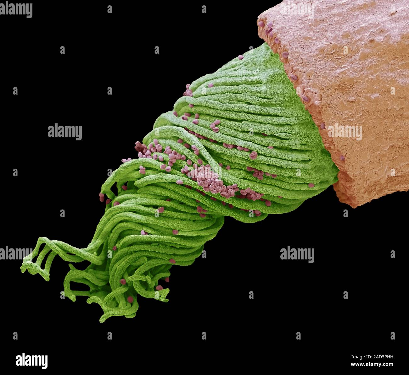 Moss spore capsule. Coloured scanning electron micrograph (SEM) of part ...