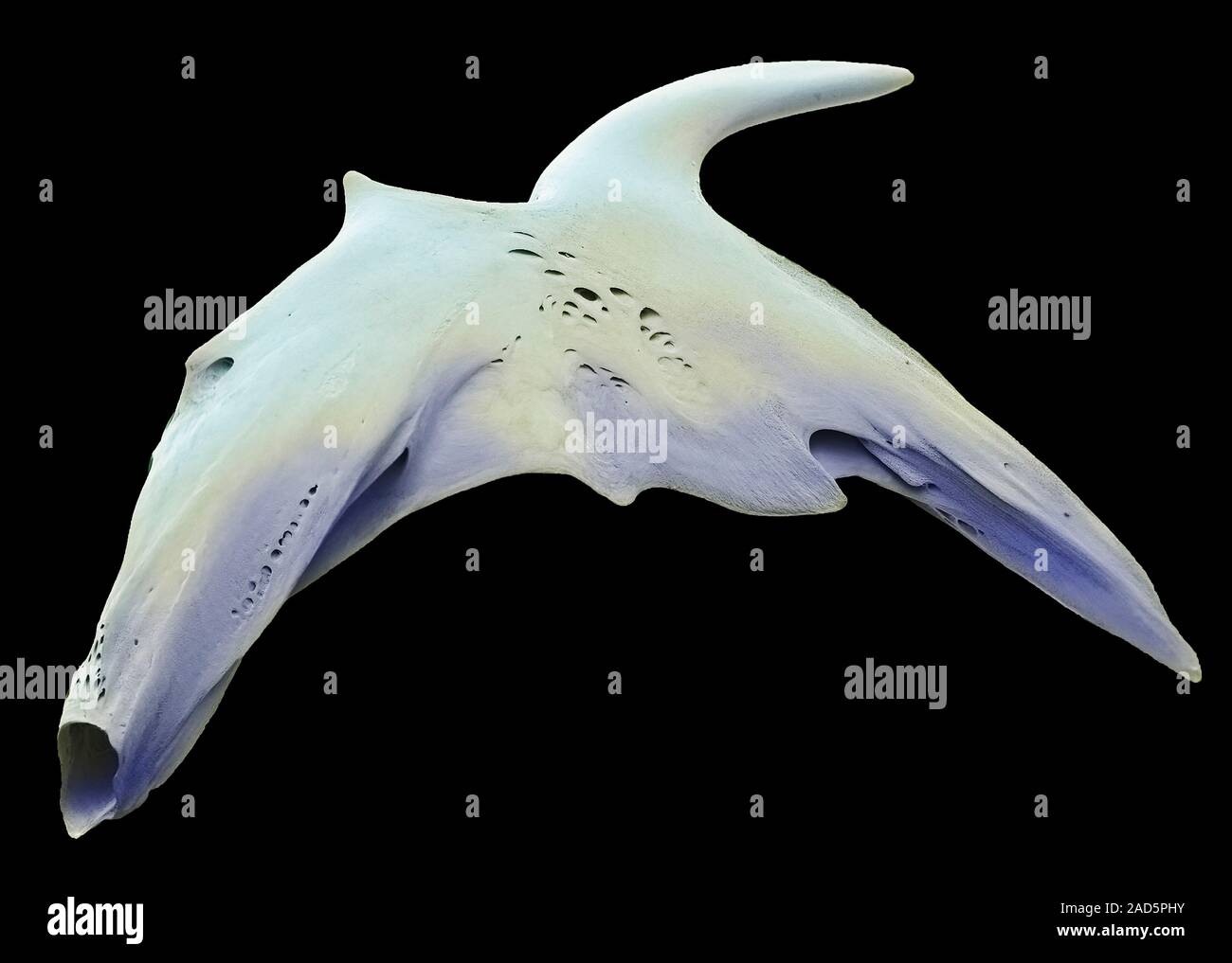 Coloured scanning electron micrograph (SEM) of a skull bone from a fish ...