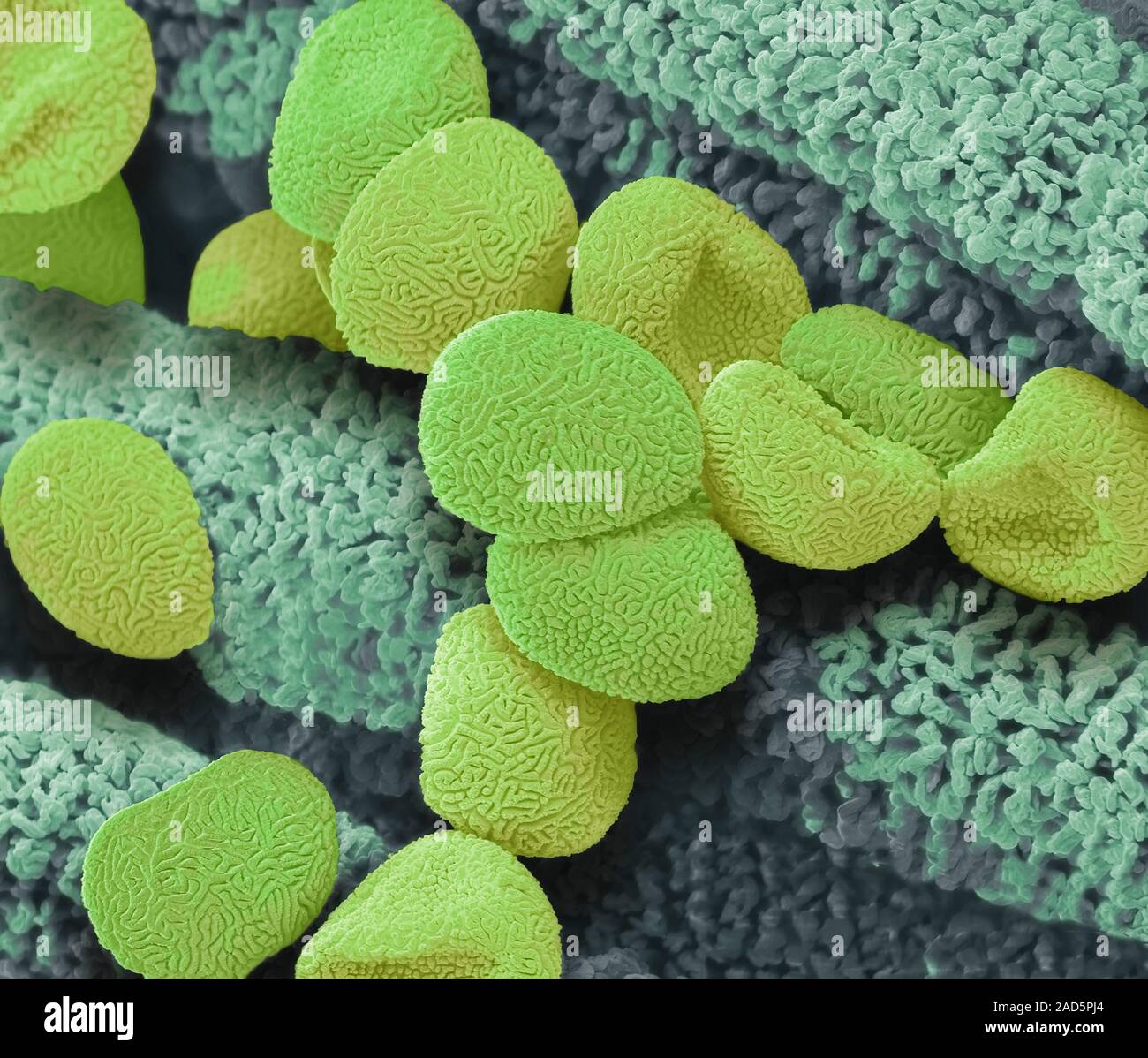 Moss spores. Coloured scanning electron micrograph (SEM) of spores from ...