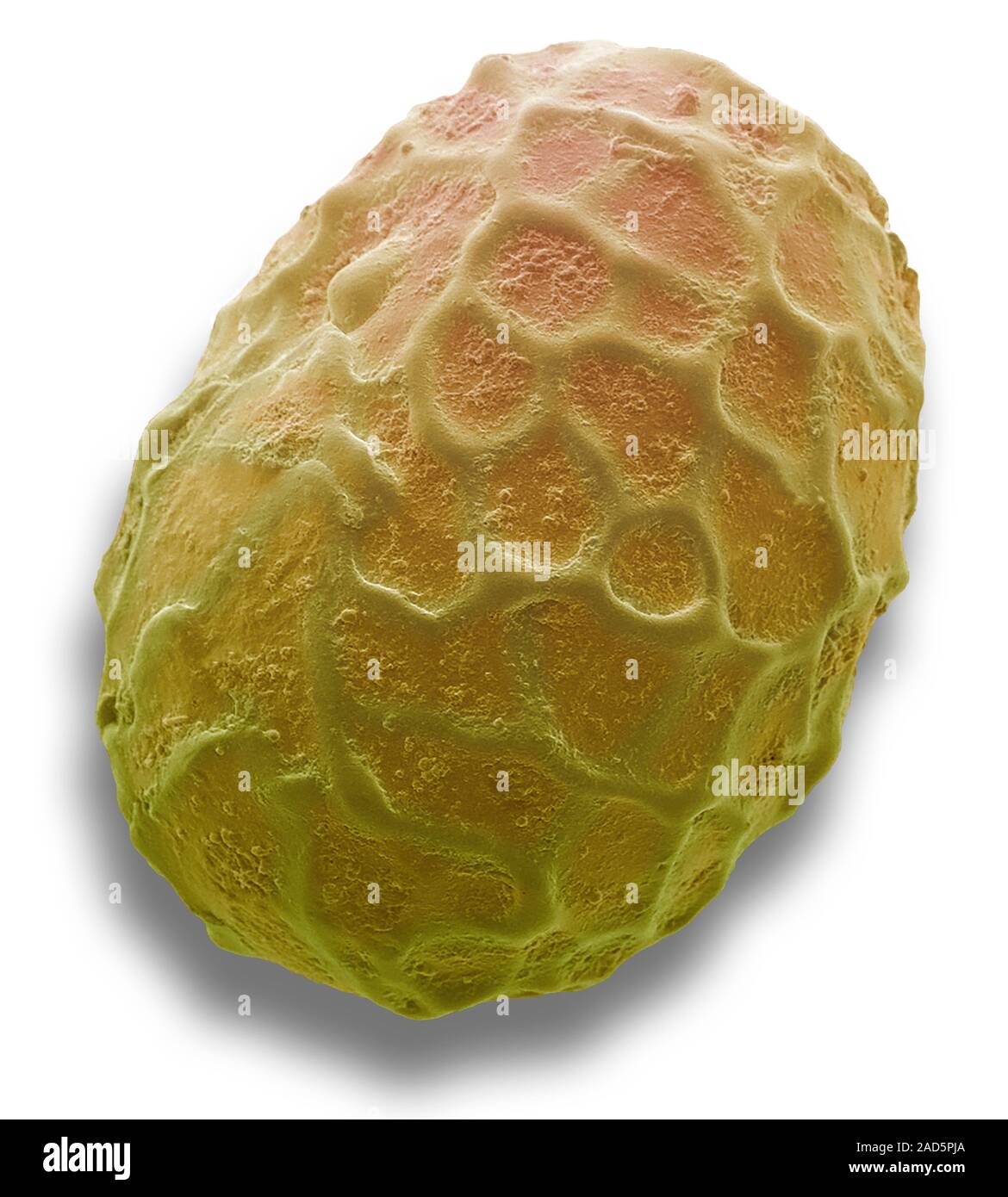 Nematode egg. Scanning electron micrograph (SEM) of an egg of the ...