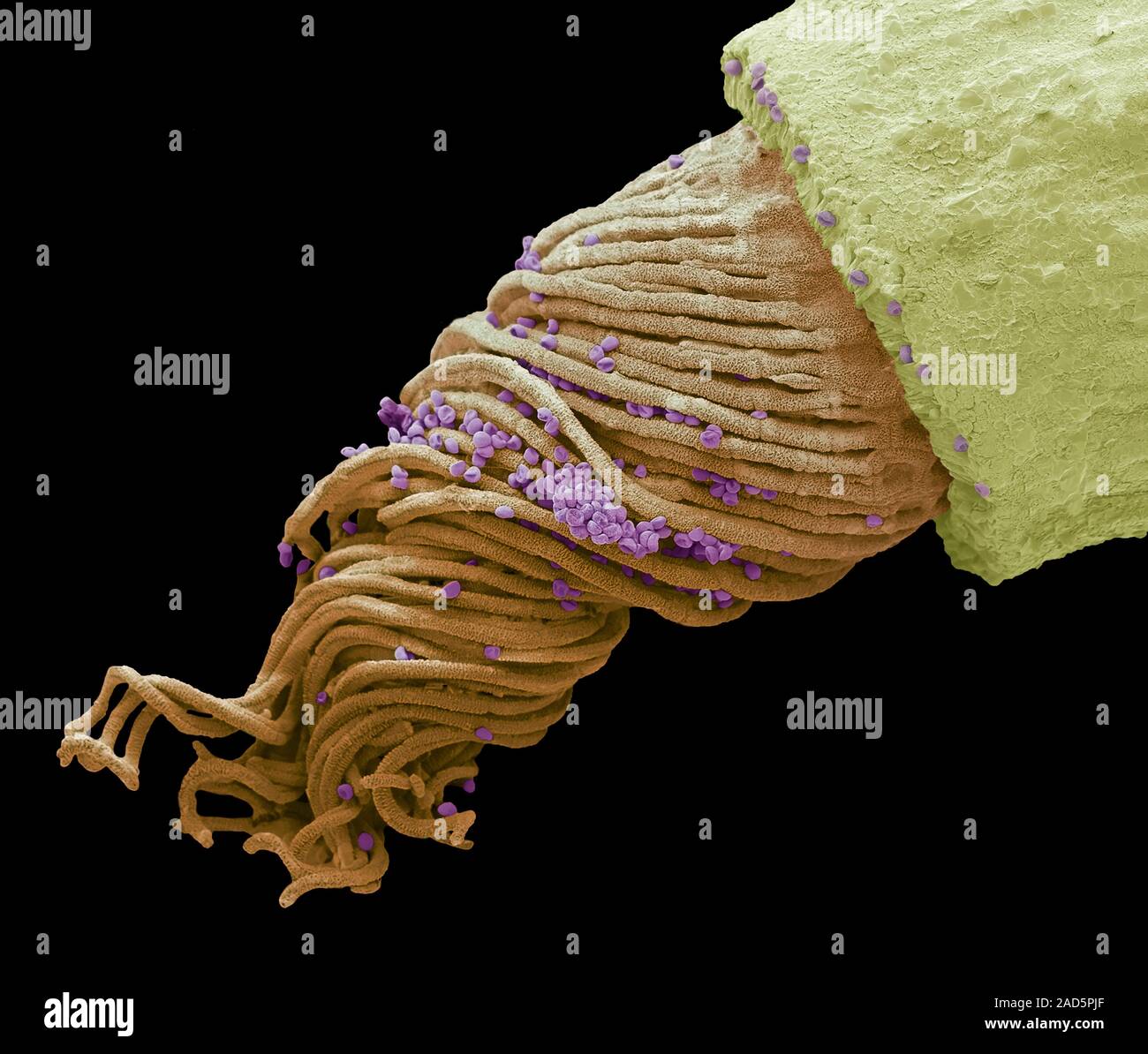 Moss spore capsule. Coloured scanning electron micrograph (SEM) of part ...