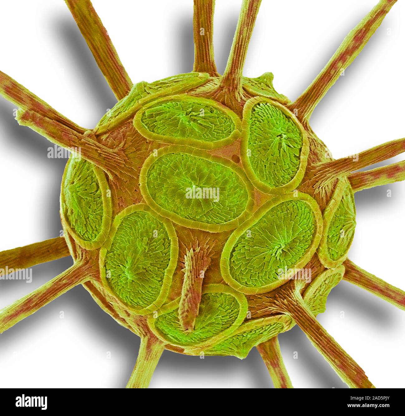 Coccolithophore. Coloured scanning electron micrograph (SEM) of ...