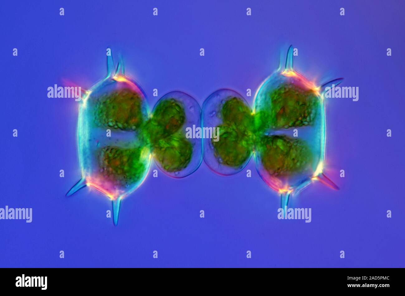Desmids dividing. Polarised light micrograph of two Xanthidium ...