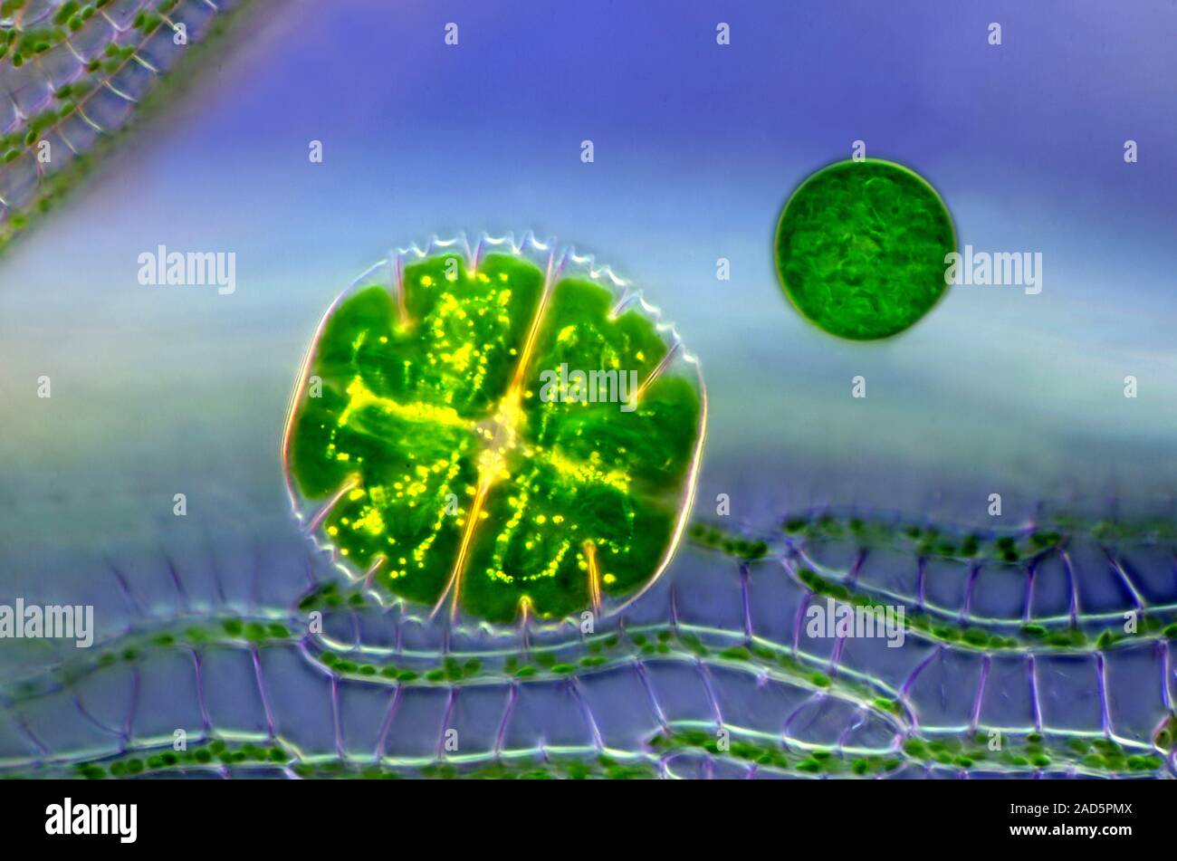 Desmid, algae and sphagnum moss. Darkfield illuminated polarised light ...